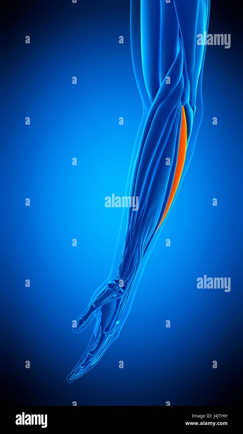 Illustration der Beinstrecker Carpi Ulnaris Muskel Stockfotografie - Alamy