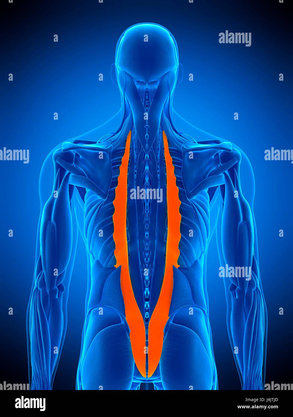 Musculus iliocostalis -Fotos und -Bildmaterial in hoher Auflösung – Alamy