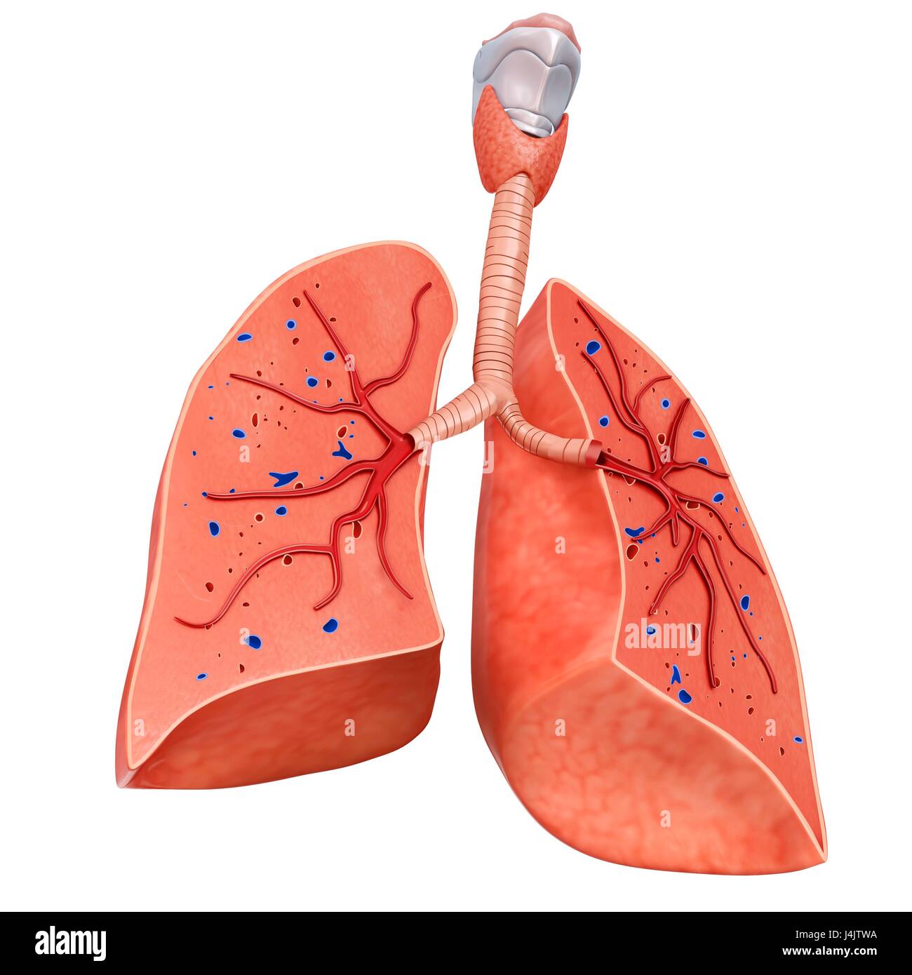 Abbildung der menschlichen Lunge Anatomie Stockfotografie - Alamy