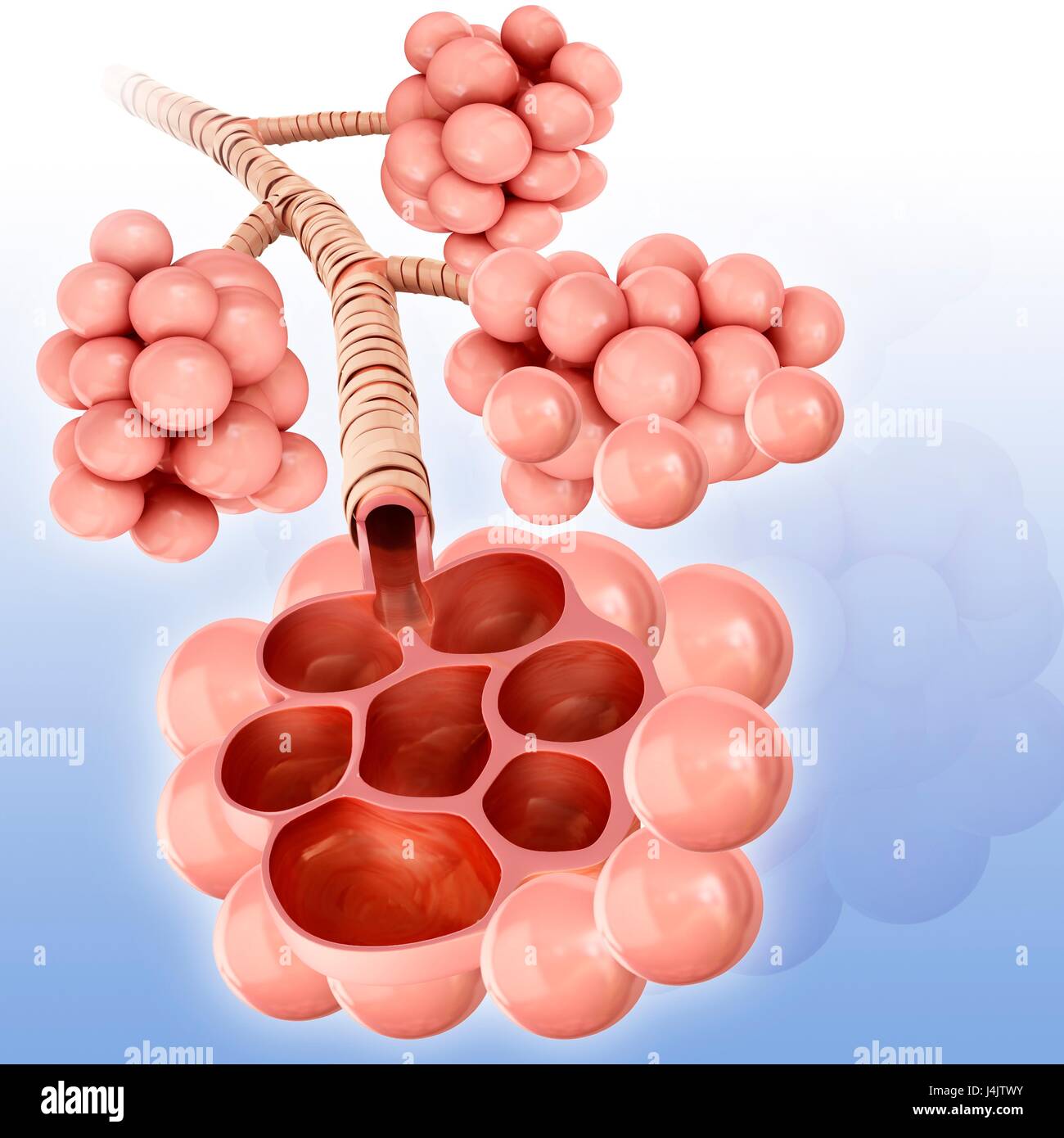 Healthy Lung Alveoli Stockfotos und -bilder Kaufen - Alamy