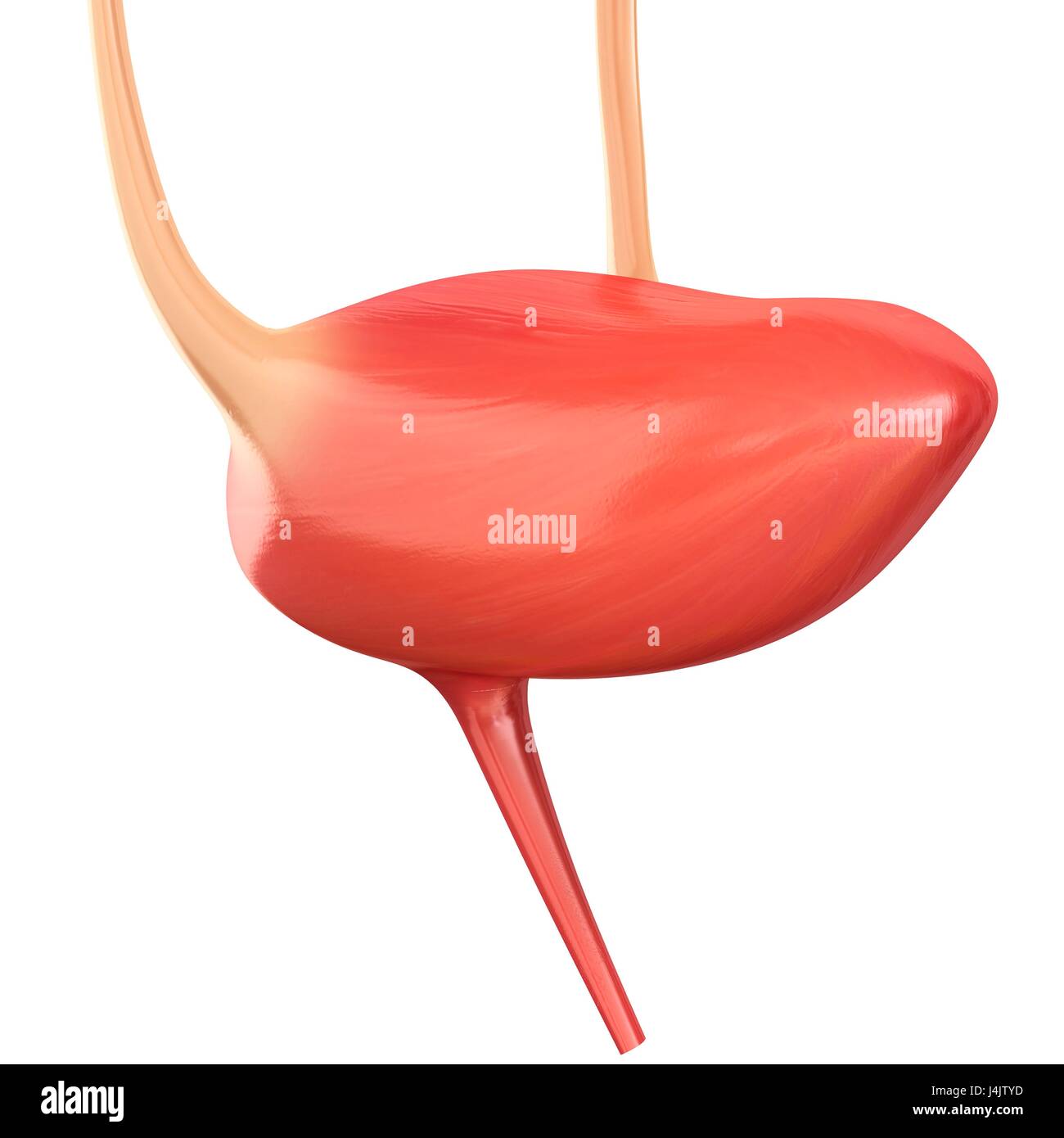 Abbildung der Anatomie der menschlichen Blase Stockfotografie - Alamy