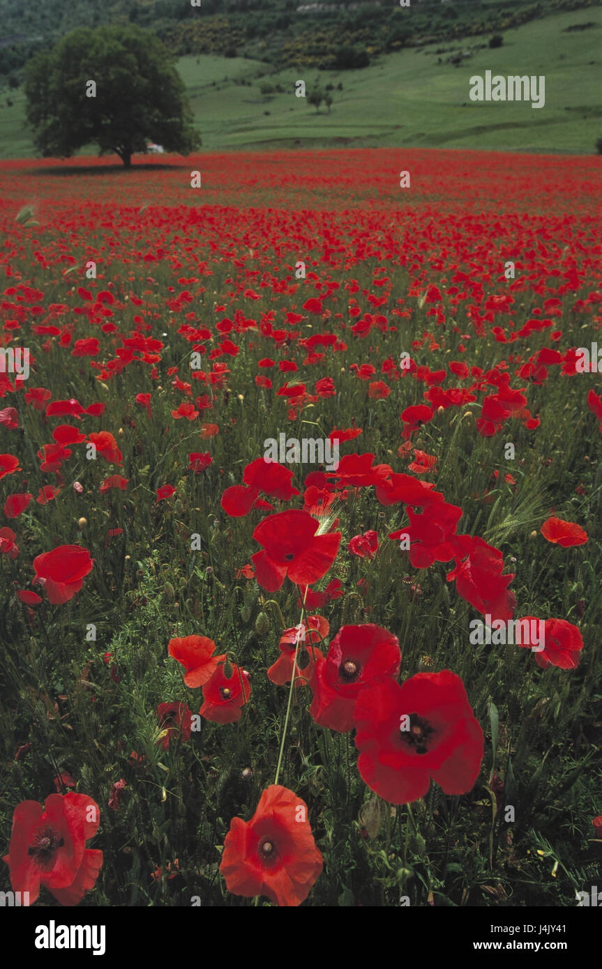 Wiese, Baum, Clap Mohn-Samen, Papaver Rhoeas außerhalb Italien, Apulien ...