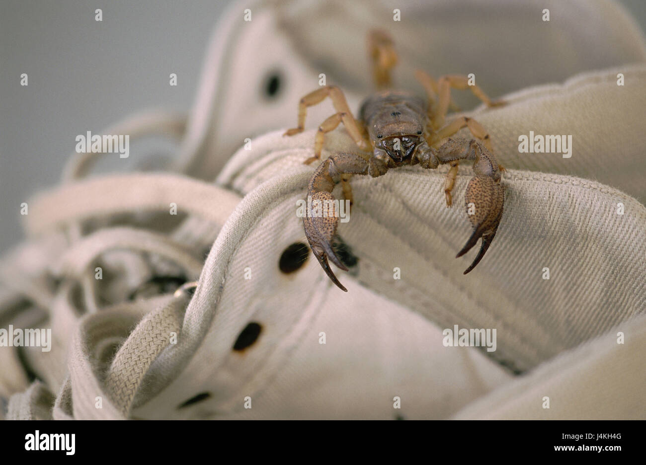 Gefährlich giftig -Fotos und -Bildmaterial in hoher Auflösung – Alamy