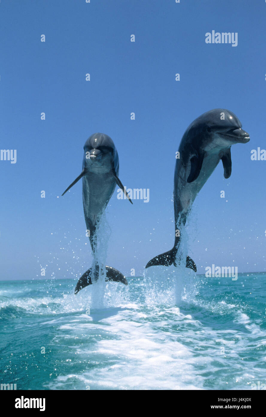 Meer, große Tümmler, Tursiops Truncatus, Riss Wasser, Delphin, Delfin ...