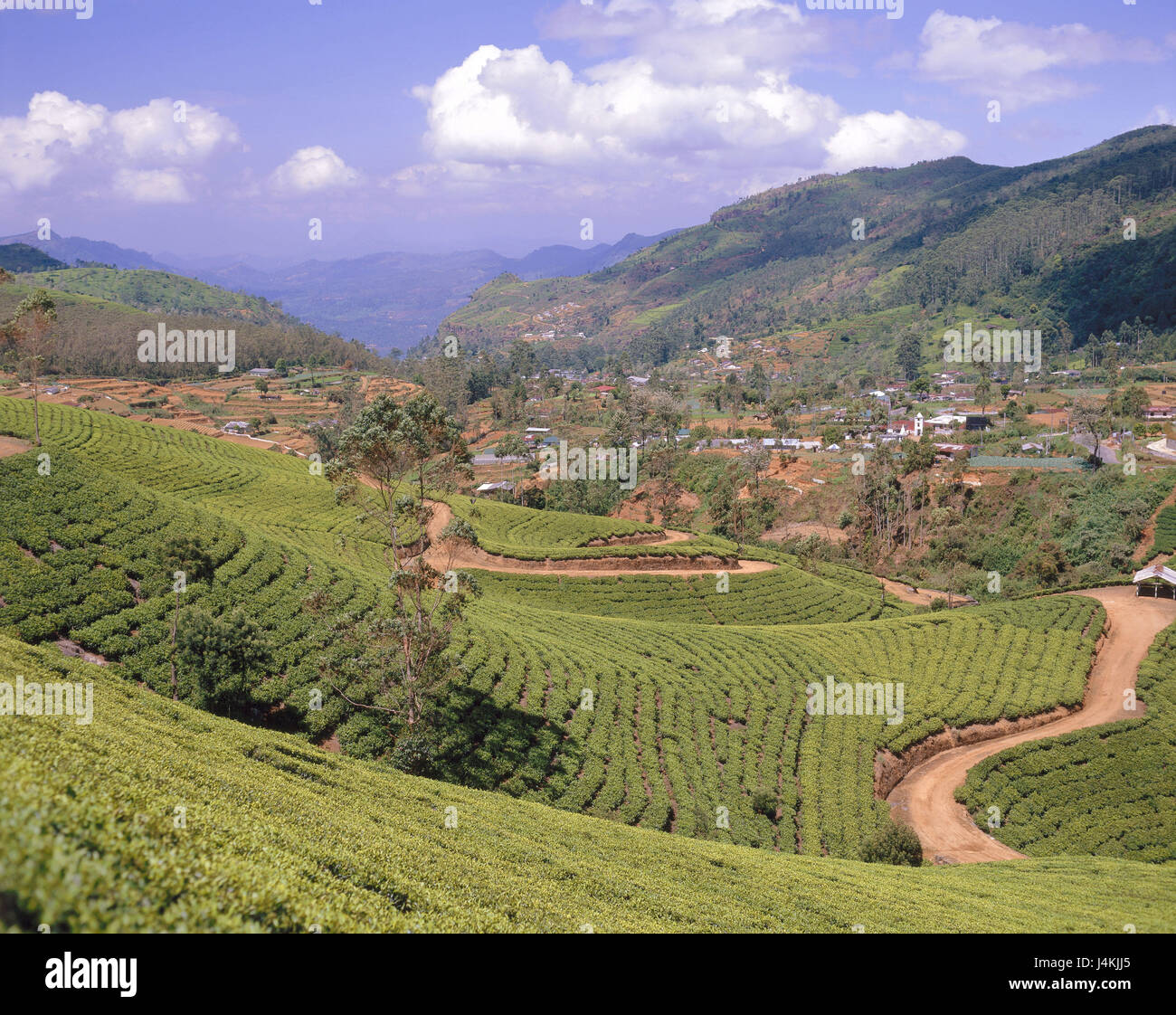 Tee neigung -Fotos und -Bildmaterial in hoher Auflösung – Alamy