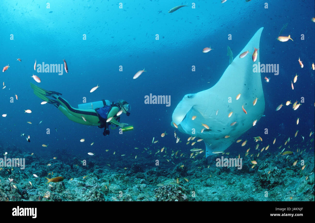 Taucher rochen -Fotos und -Bildmaterial in hoher Auflösung – Alamy