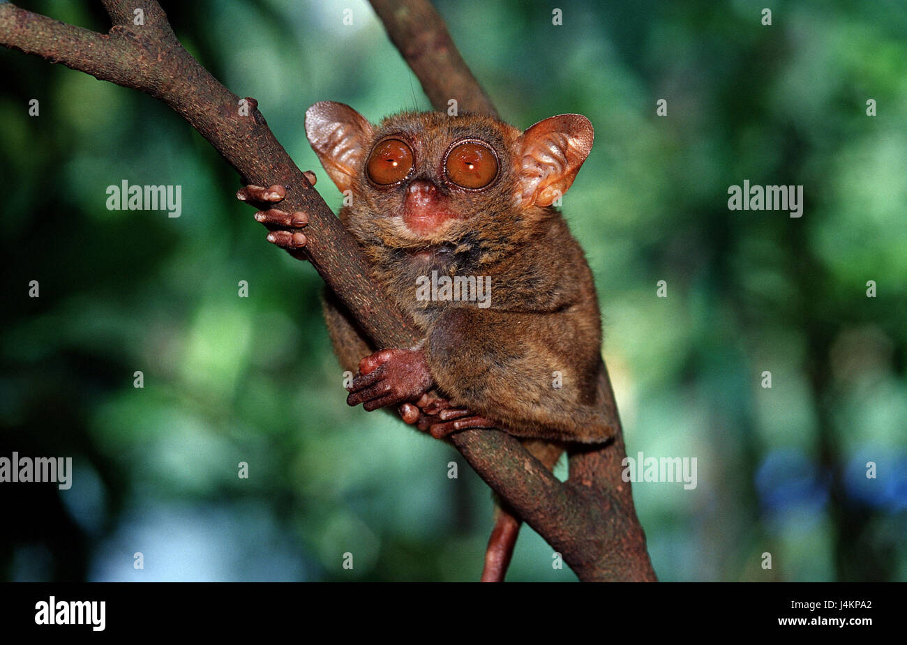 Celebes goblins lemur -Fotos und -Bildmaterial in hoher Auflösung – Alamy