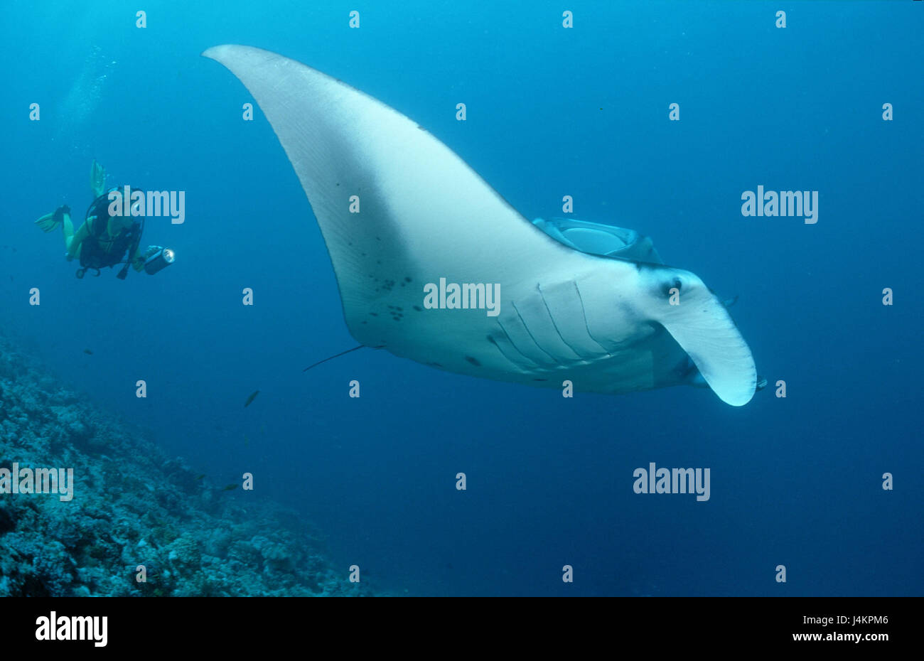 Taucher rochen -Fotos und -Bildmaterial in hoher Auflösung – Alamy