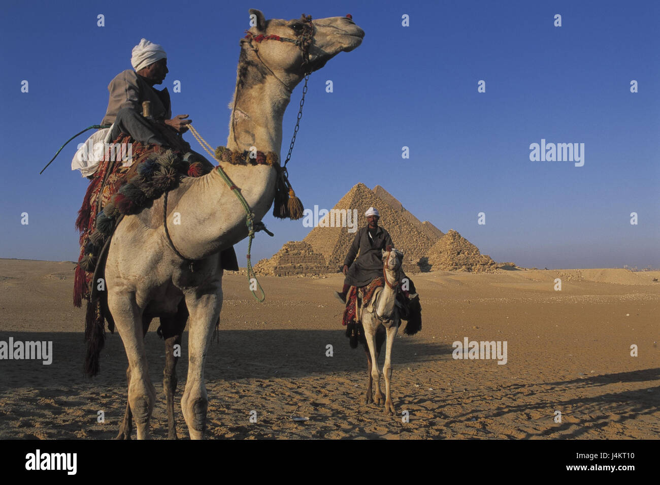 Gizeh, Ägypten, Pyramiden, Kamel blutet außerhalb Afrikas, Osten, Giseh ...