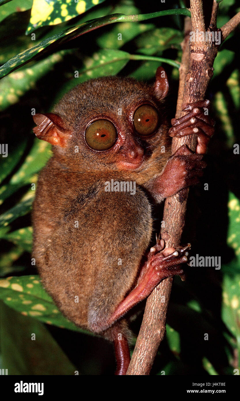 Celebes goblins lemur -Fotos und -Bildmaterial in hoher Auflösung – Alamy