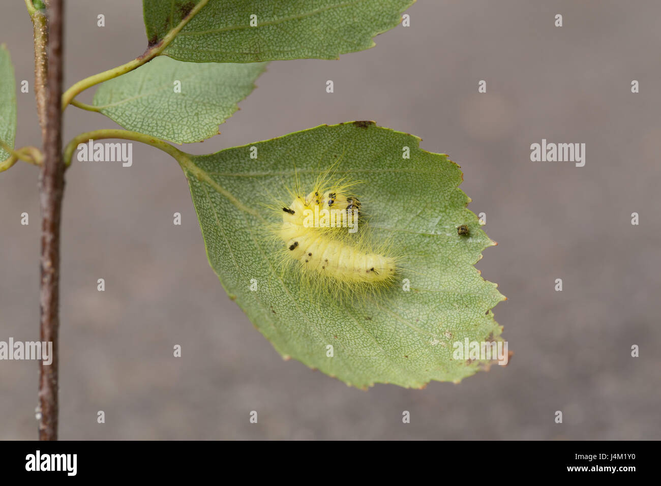 Miller Motten Larven Stockfotografie - Alamy