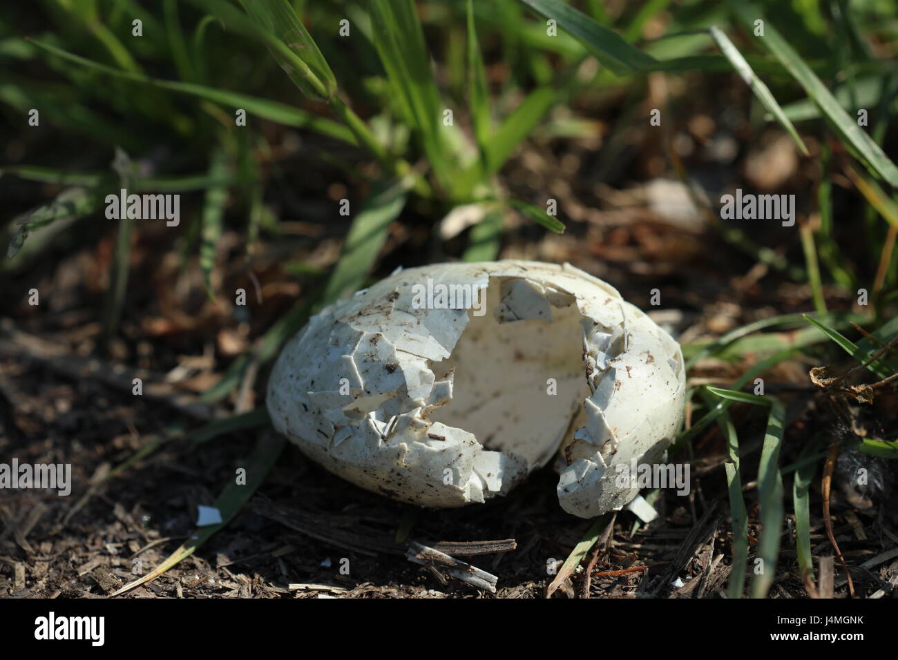 Ei schale -Fotos und -Bildmaterial in hoher Auflösung – Alamy