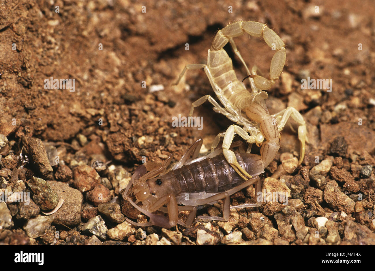 Scorpion, Opistophthalmus spec, Häutung Afrika, Südwest-Afrika, Namibia ...