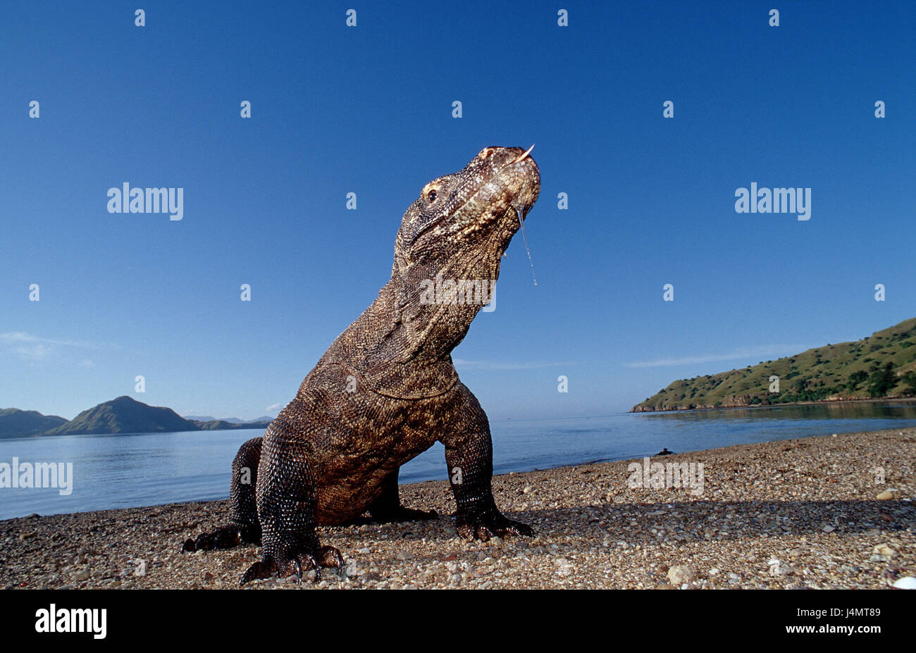 Komodo warane -Fotos und -Bildmaterial in hoher Auflösung – Alamy