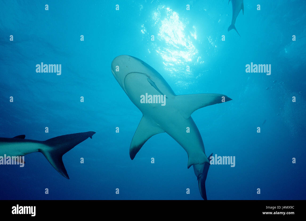 Karibische haie -Fotos und -Bildmaterial in hoher Auflösung – Alamy