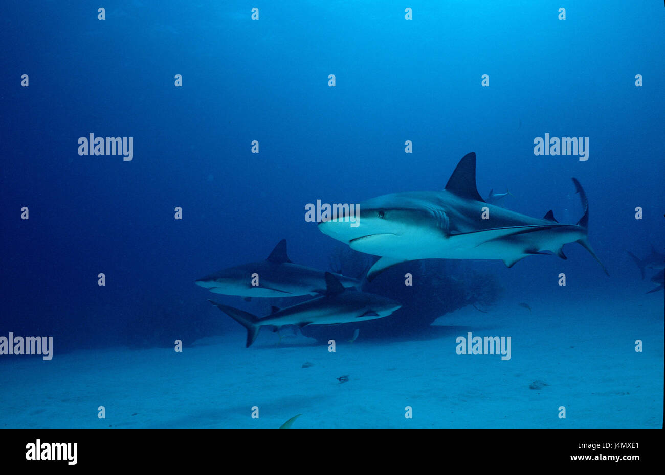 Karibische haie -Fotos und -Bildmaterial in hoher Auflösung – Alamy
