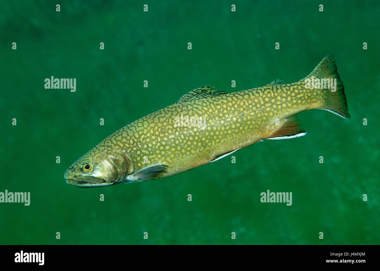 Bach saibling -Fotos und -Bildmaterial in hoher Auflösung – Alamy