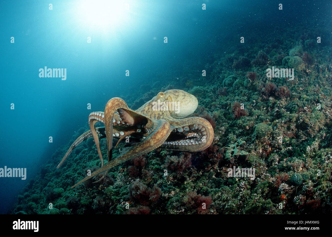 Gemeinsamer oktopus -Fotos und -Bildmaterial in hoher Auflösung – Alamy