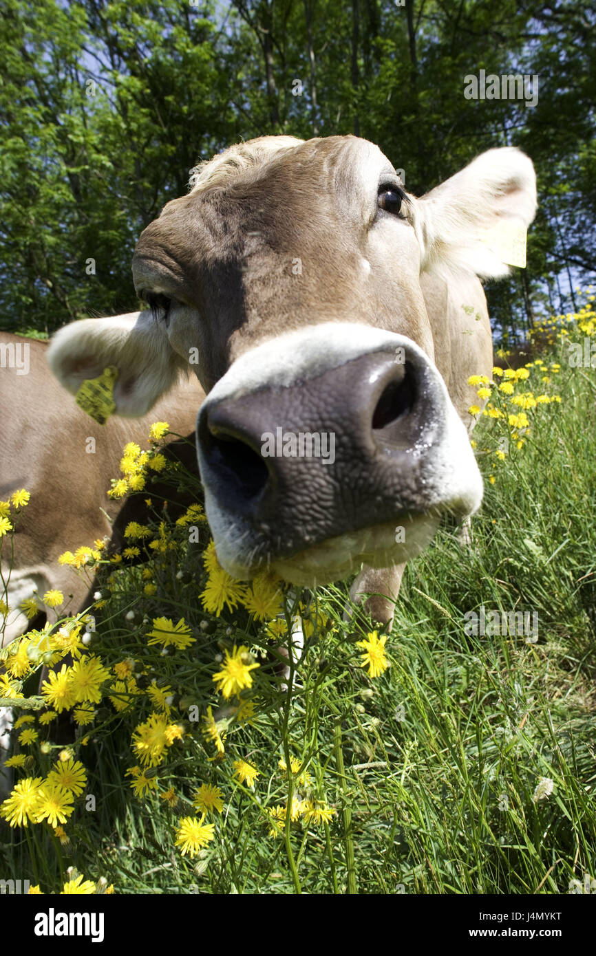 Kuh portrait -Fotos und -Bildmaterial in hoher Auflösung – Alamy