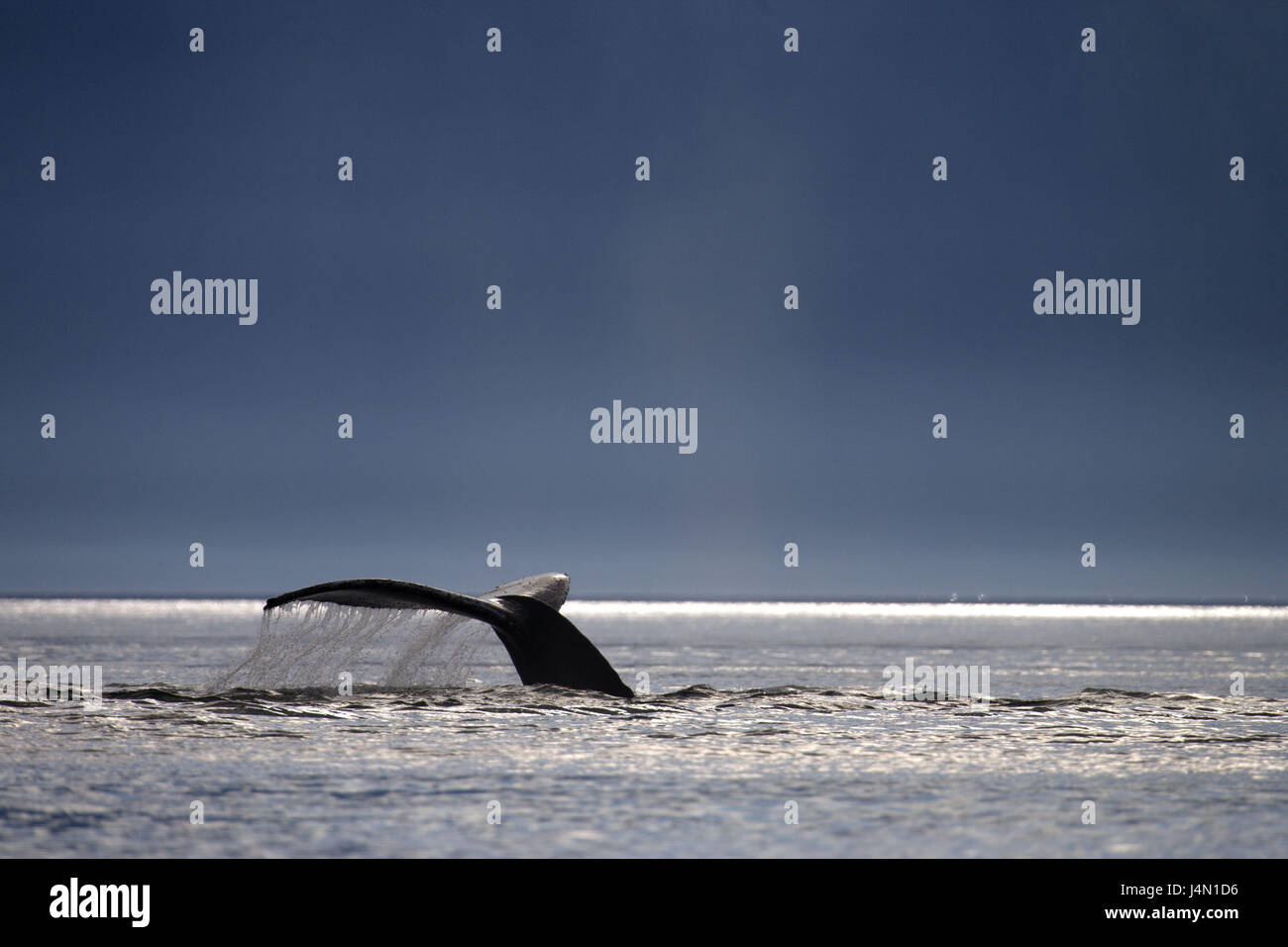 Schwanzflosse des buckelwal alaska -Fotos und -Bildmaterial in hoher ...
