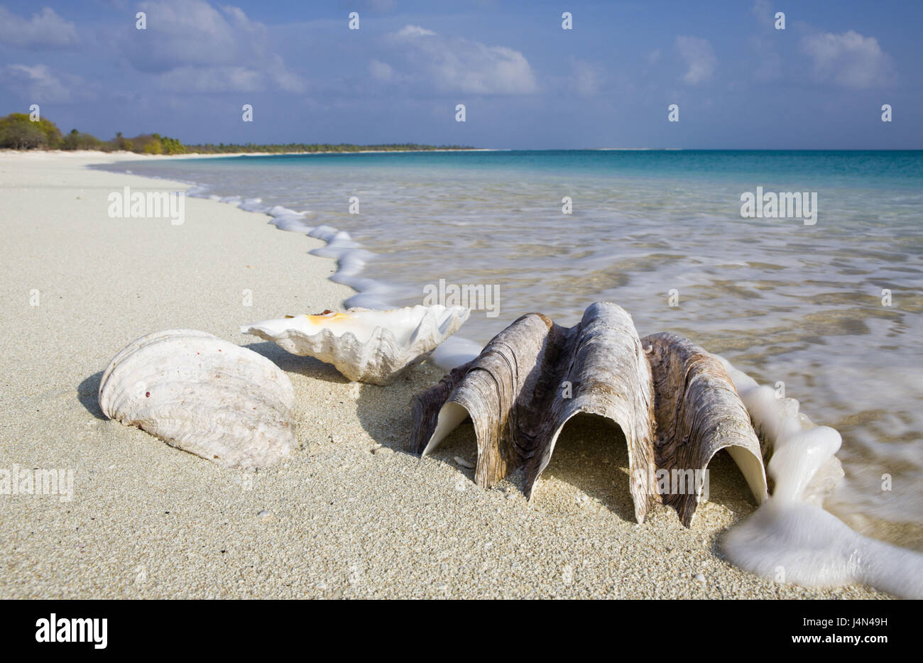 Muscheln, Strand, Bikini, Marshall-Inseln Stockfotografie - Alamy
