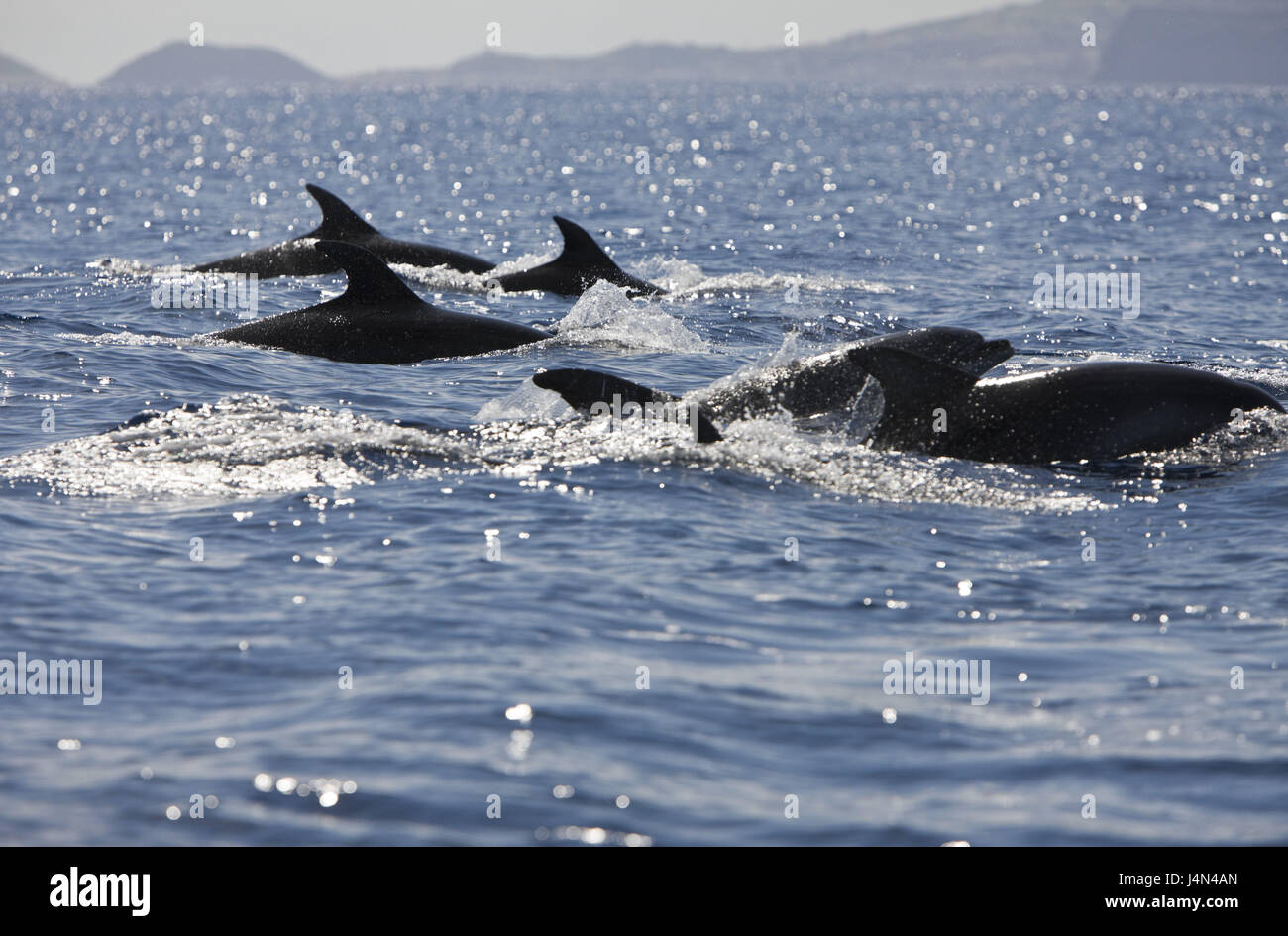 Azoren delfin -Fotos und -Bildmaterial in hoher Auflösung – Alamy