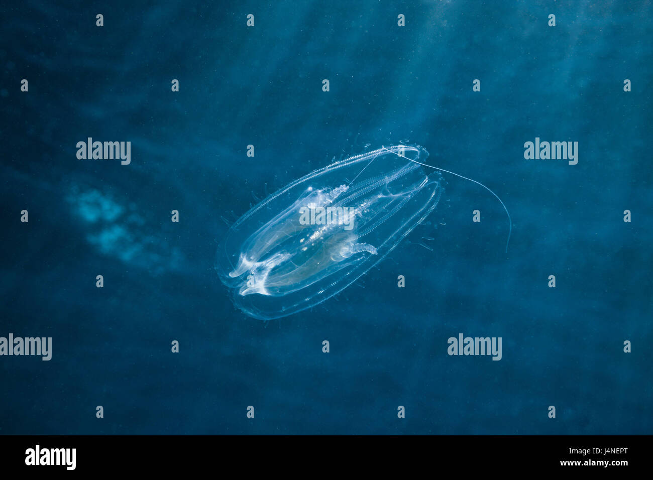 Unter Wasser aufnehmen, Rippe Quallen, Tentaculata, Ägypten, Safaga ...