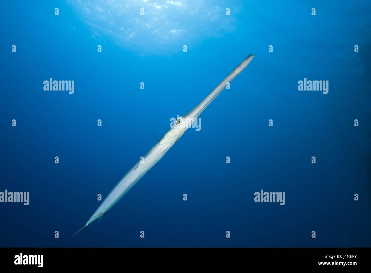 Unter Wasser aufnehmen, Querflöte Fisch, Fistularia Commersonii ...