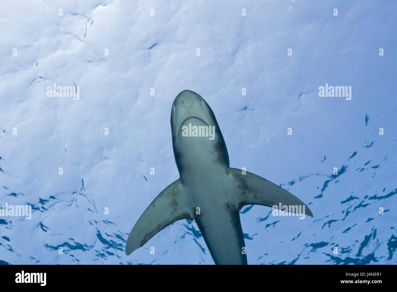 Unter Wasser aufnehmen, Weißpunkt Hai, Carcharhinus Longimanus, von ...