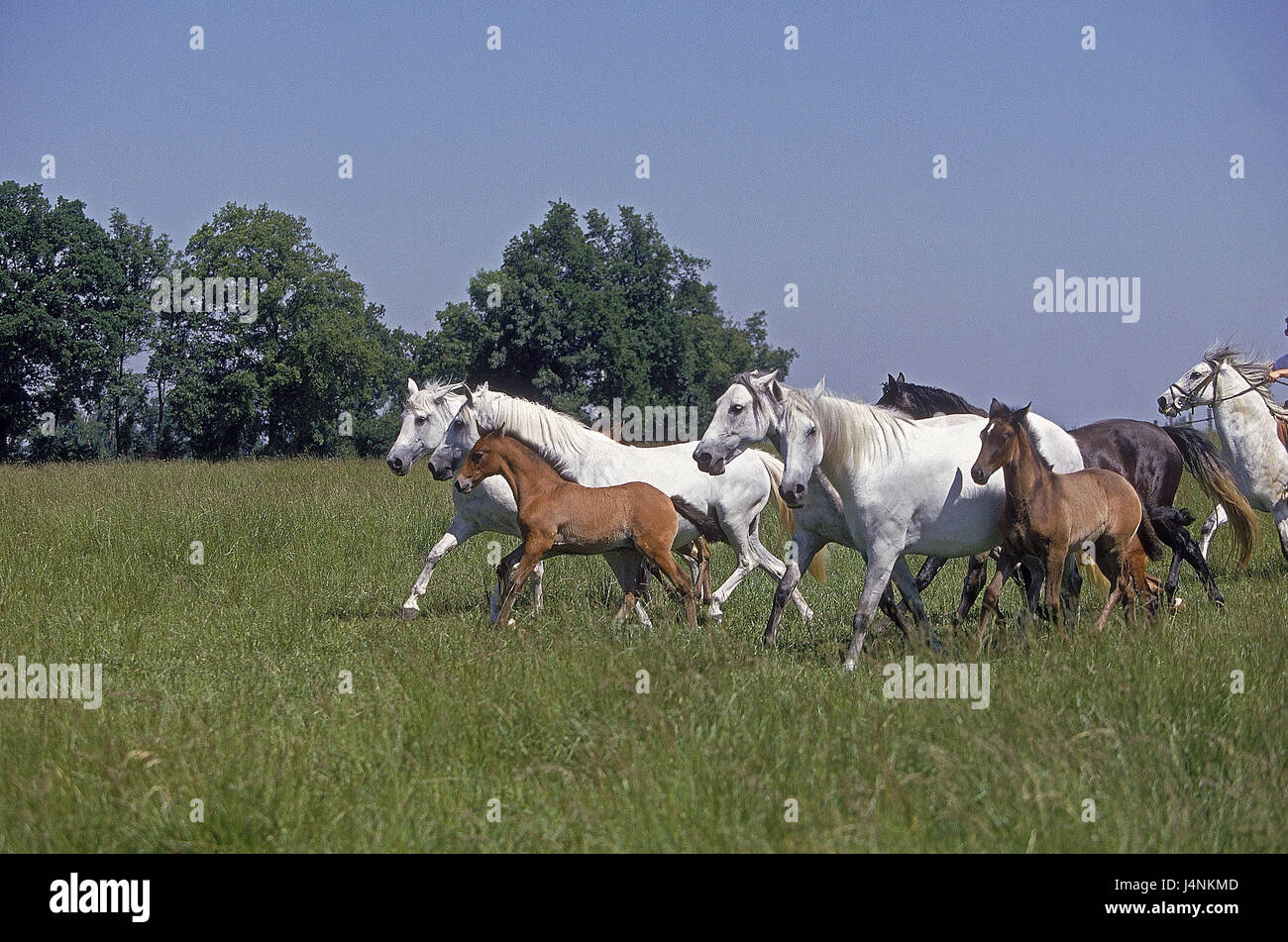 Lusitano fohlen -Fotos und -Bildmaterial in hoher Auflösung – Alamy