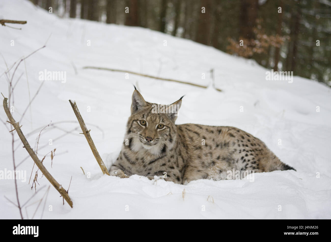 Wilde tiere der welt -Fotos und -Bildmaterial in hoher Auflösung – Alamy