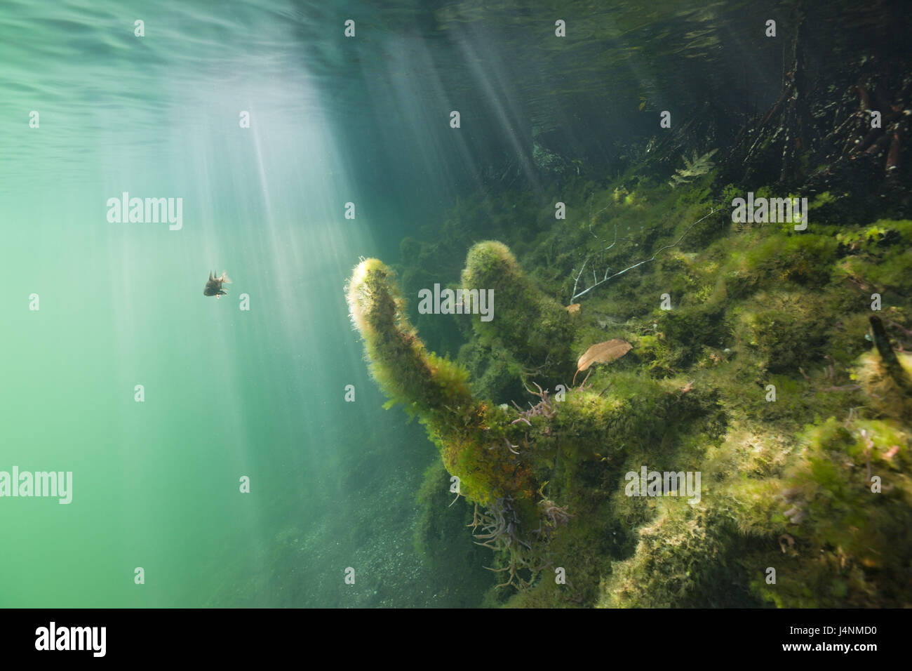 See unterwasserpflanzen ufer -Fotos und -Bildmaterial in hoher ...