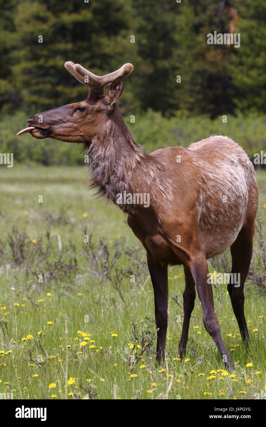 Wapiti deer -Fotos und -Bildmaterial in hoher Auflösung – Alamy