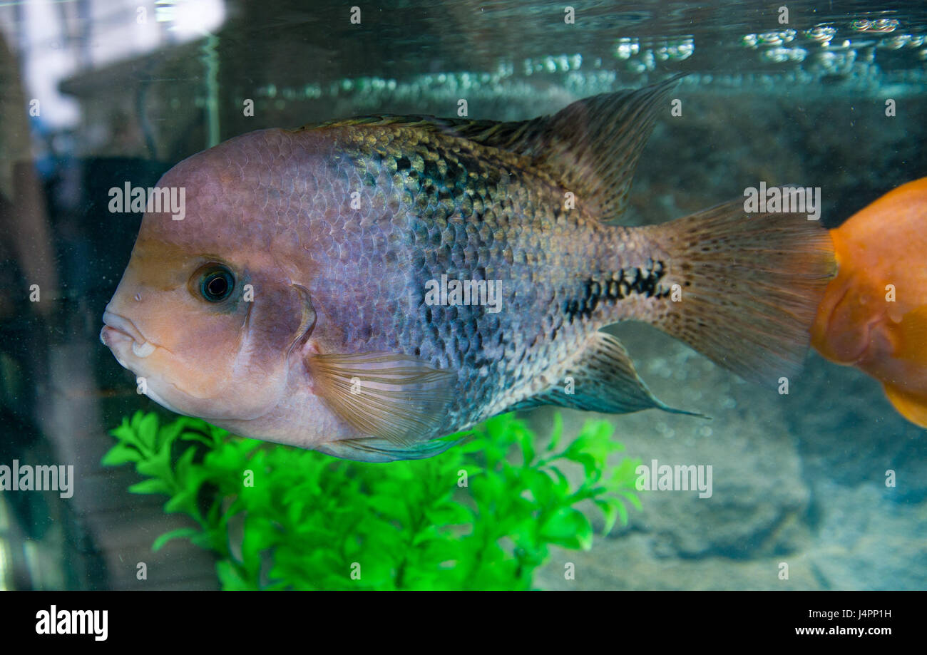 Cichlasoma synspilum -Fotos und -Bildmaterial in hoher Auflösung – Alamy