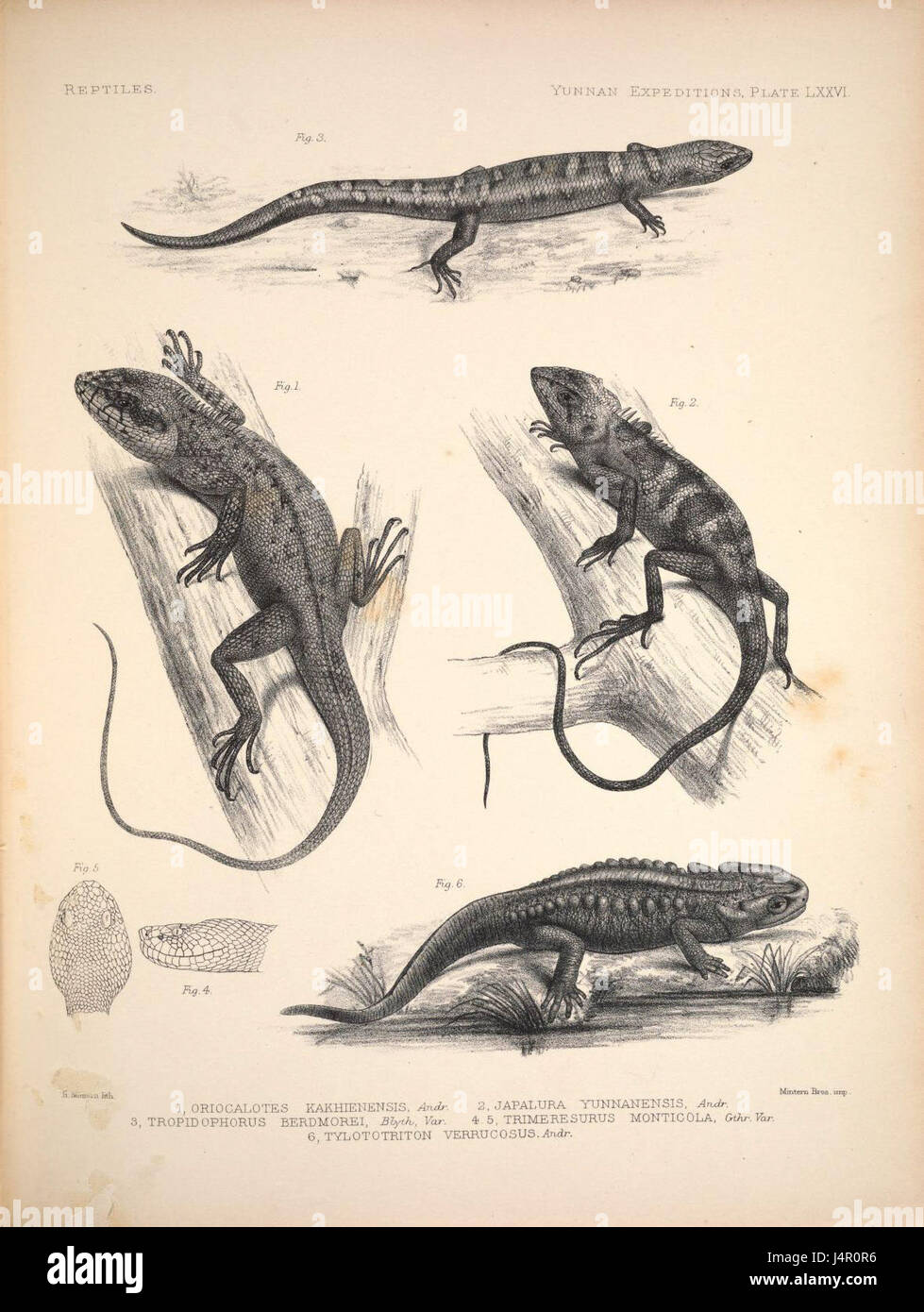 Mappa di lizars -Fotos und -Bildmaterial in hoher Auflösung – Alamy