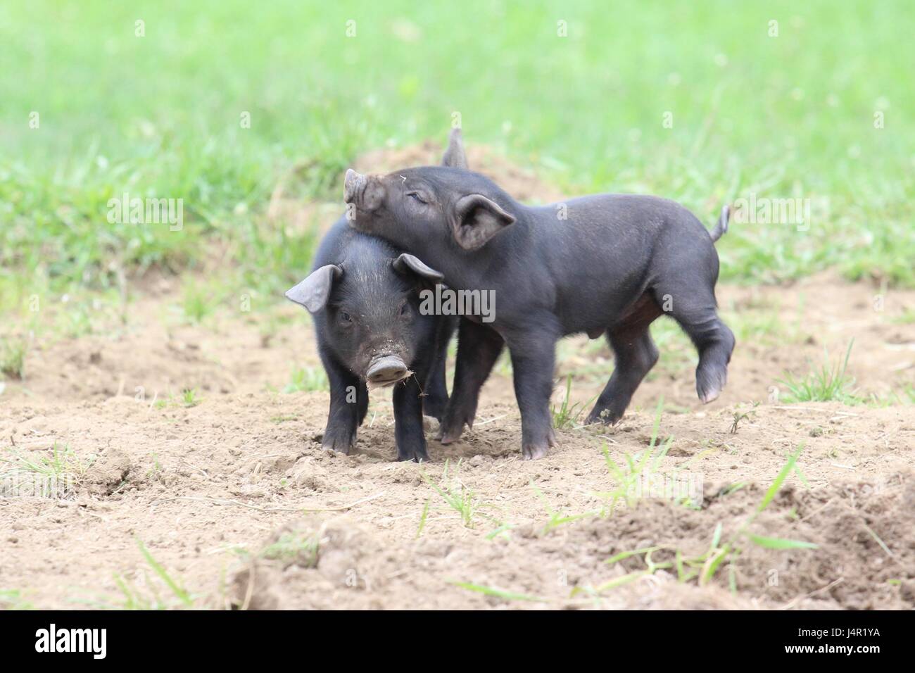 Kleine Ferkel draußen in einem Hof Stockfotografie - Alamy