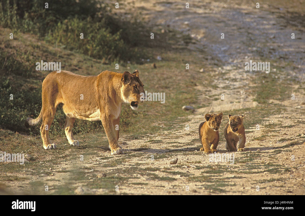 Afrikanische löwen -Fotos und -Bildmaterial in hoher Auflösung – Alamy