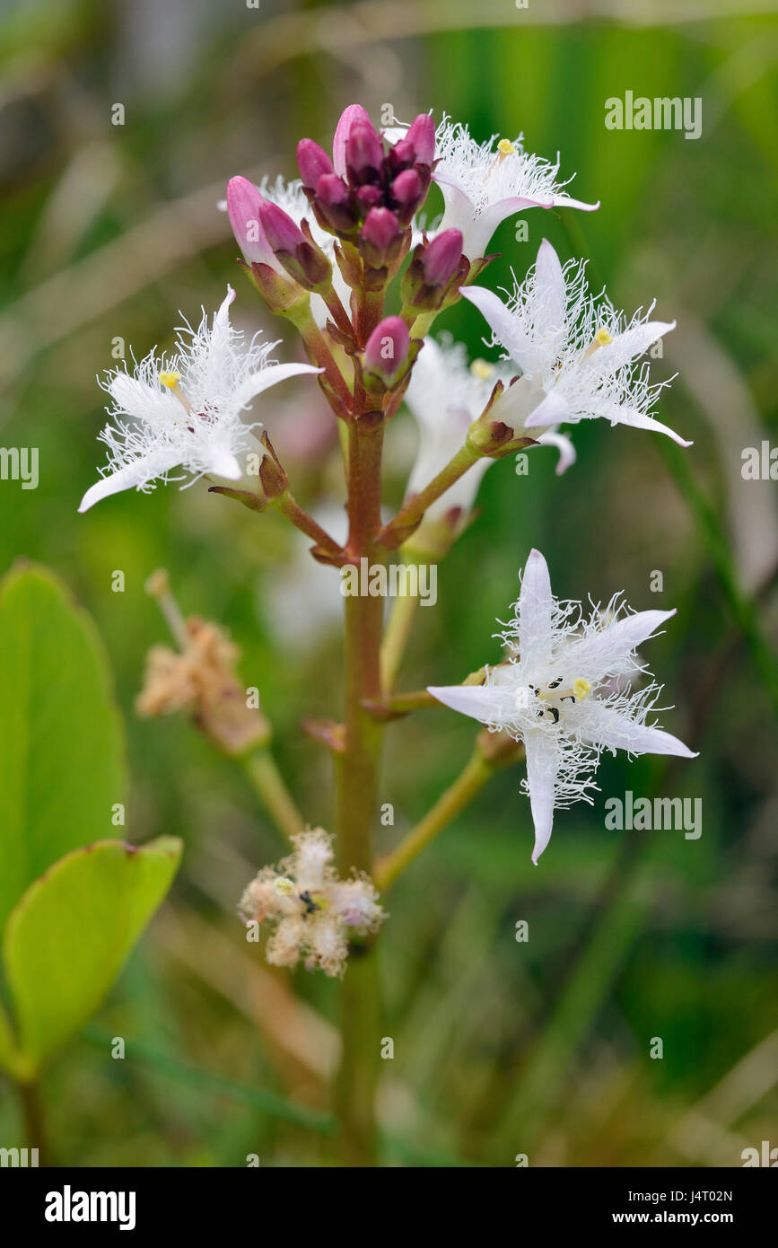 Fieberklee Menyanthes Trifoliata Werk Aquatische Lake Stockfotografie