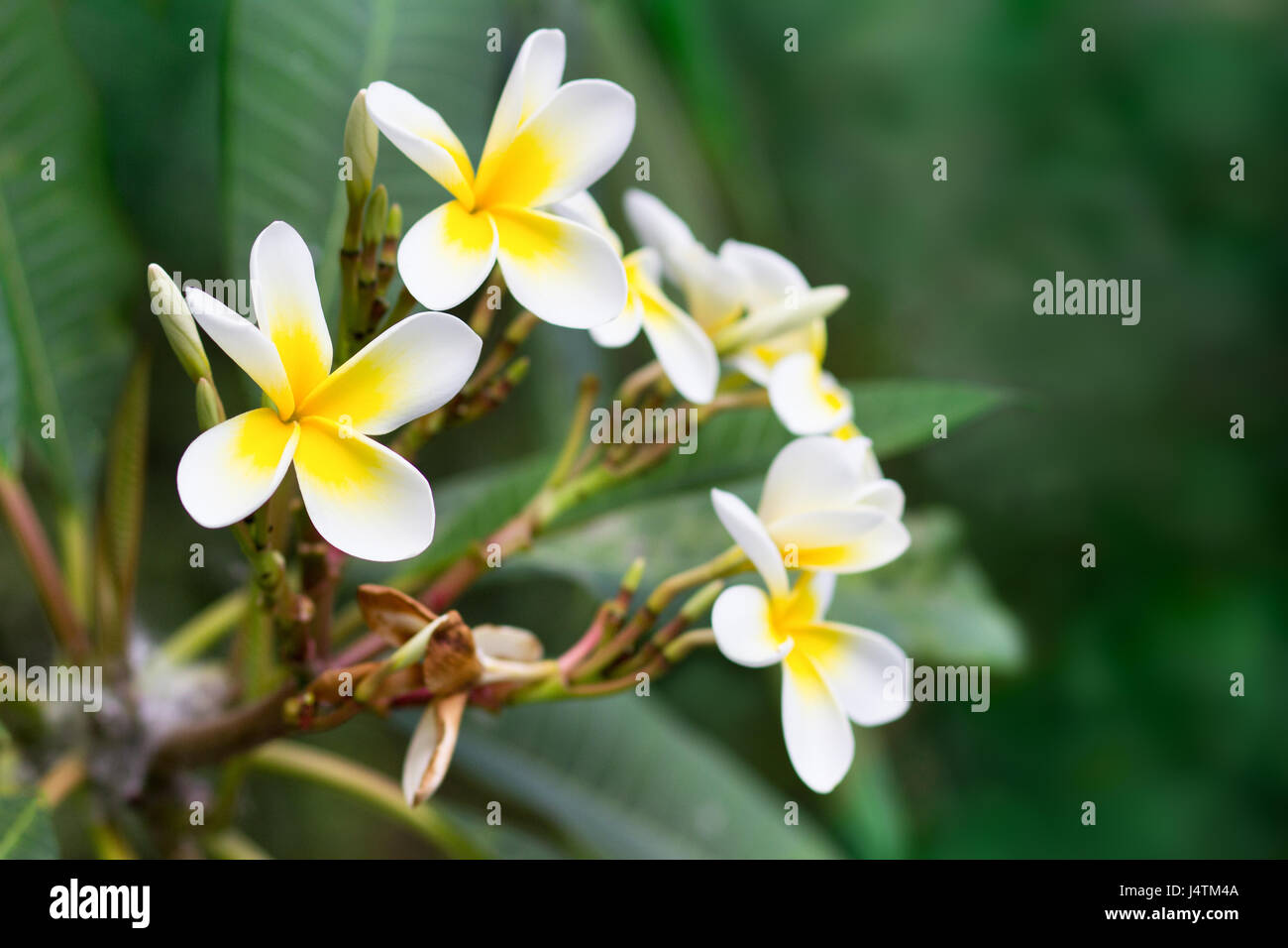 Blüte der Mangobaum, bestehend aus 5 Blütenblätter weiß an den Kanten ...