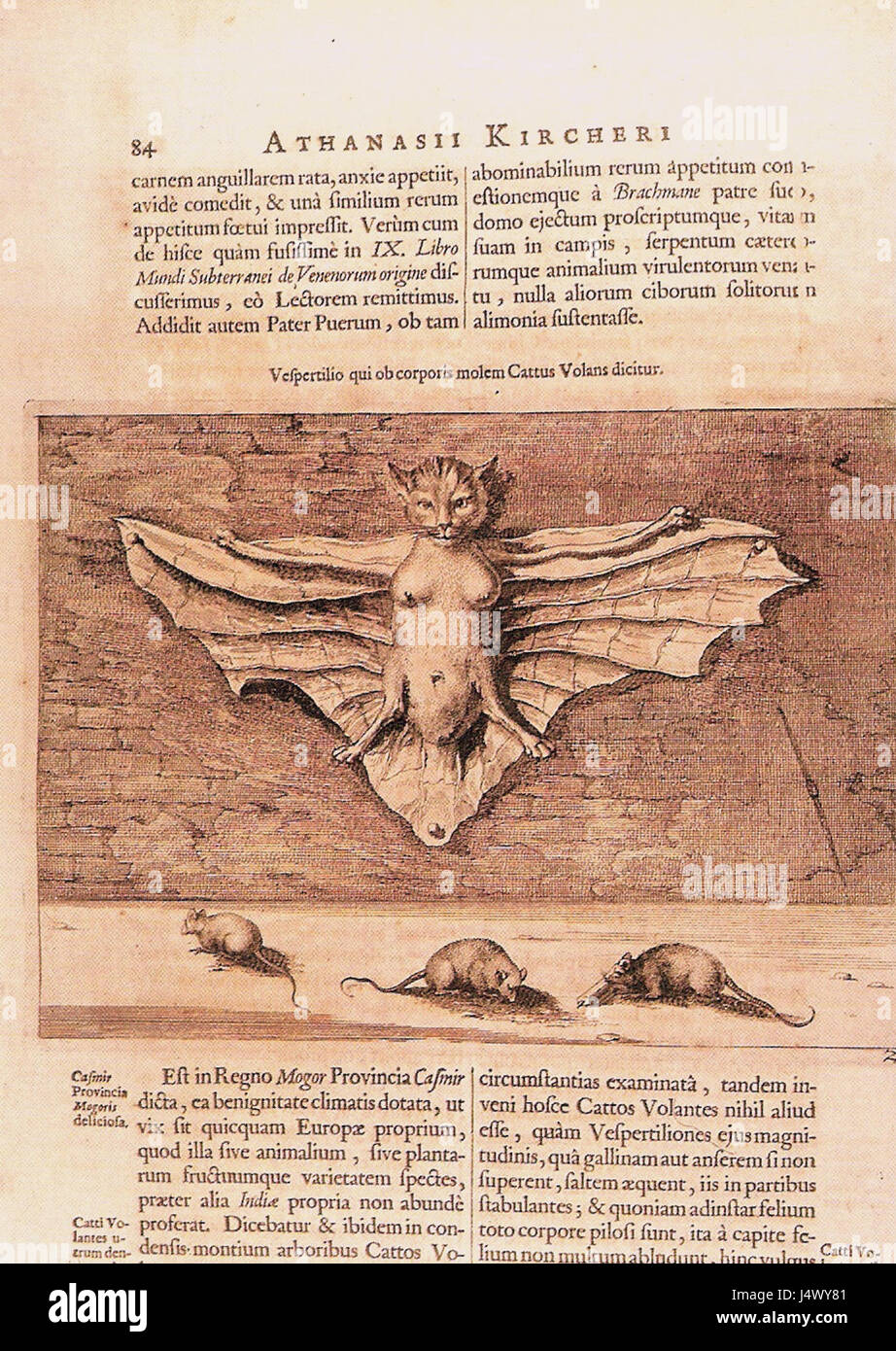 Die Beulenpest von Athanasius Kircher Stockfotografie - Alamy