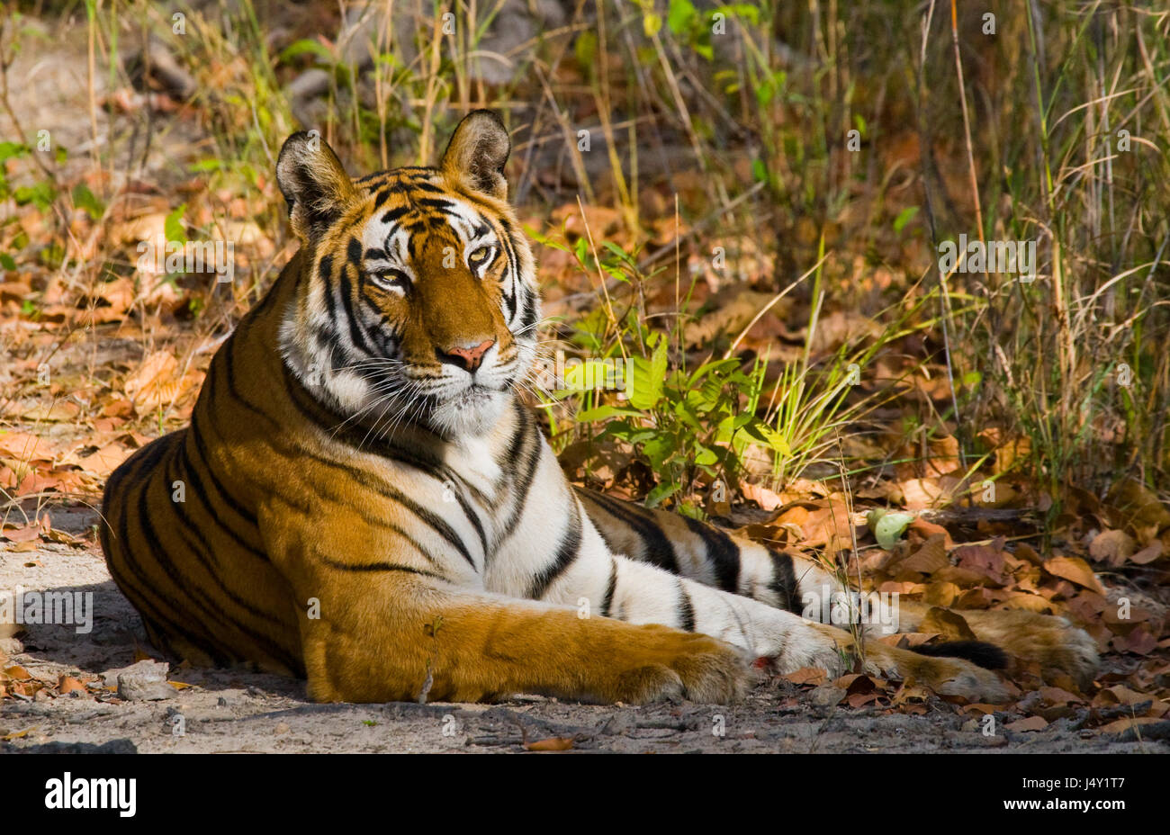 Wilder bengalischer Tiger, der auf der Straße im Dschungel liegt ...