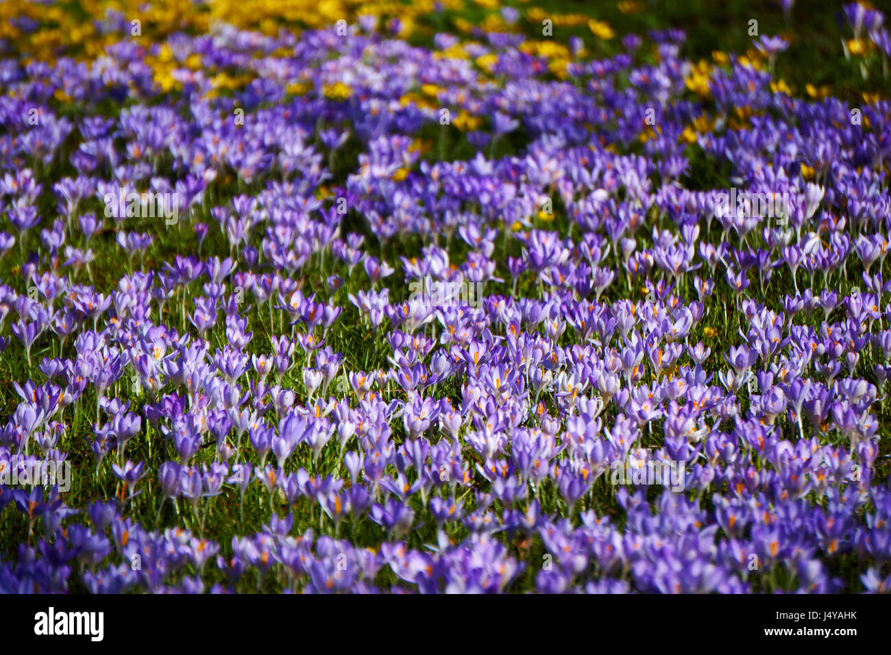 Saffron field -Fotos und -Bildmaterial in hoher Auflösung – Alamy