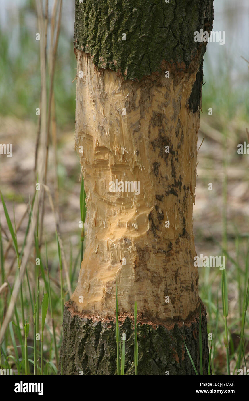 Bissspuren Vom Biber Fotos Und Bildmaterial In Hoher Aufl sung Alamy bissspuren-vom-biber-fotos-und-bildmaterial-in-hoher-aufl-sung-alamy