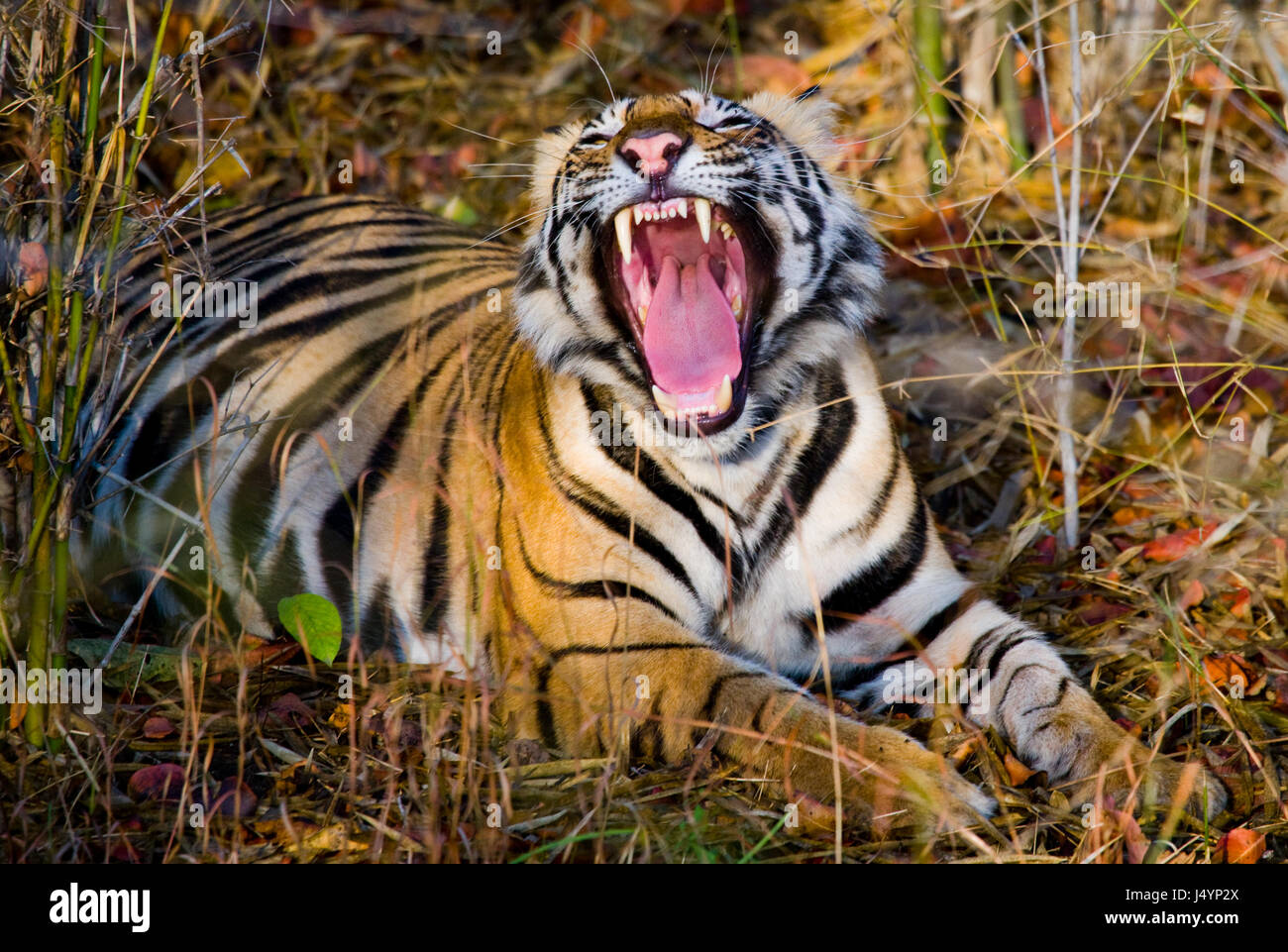Indien bengal tiger -Fotos und -Bildmaterial in hoher Auflösung – Alamy