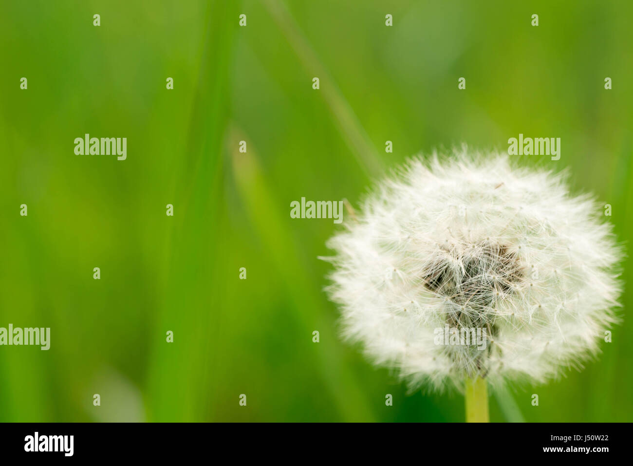 Zarter flaum -Fotos und -Bildmaterial in hoher Auflösung – Alamy