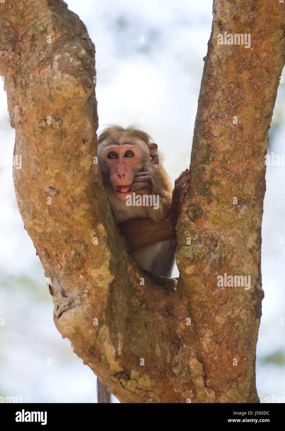 Kleiner affe den baum hinauf -Fotos und -Bildmaterial in hoher ...