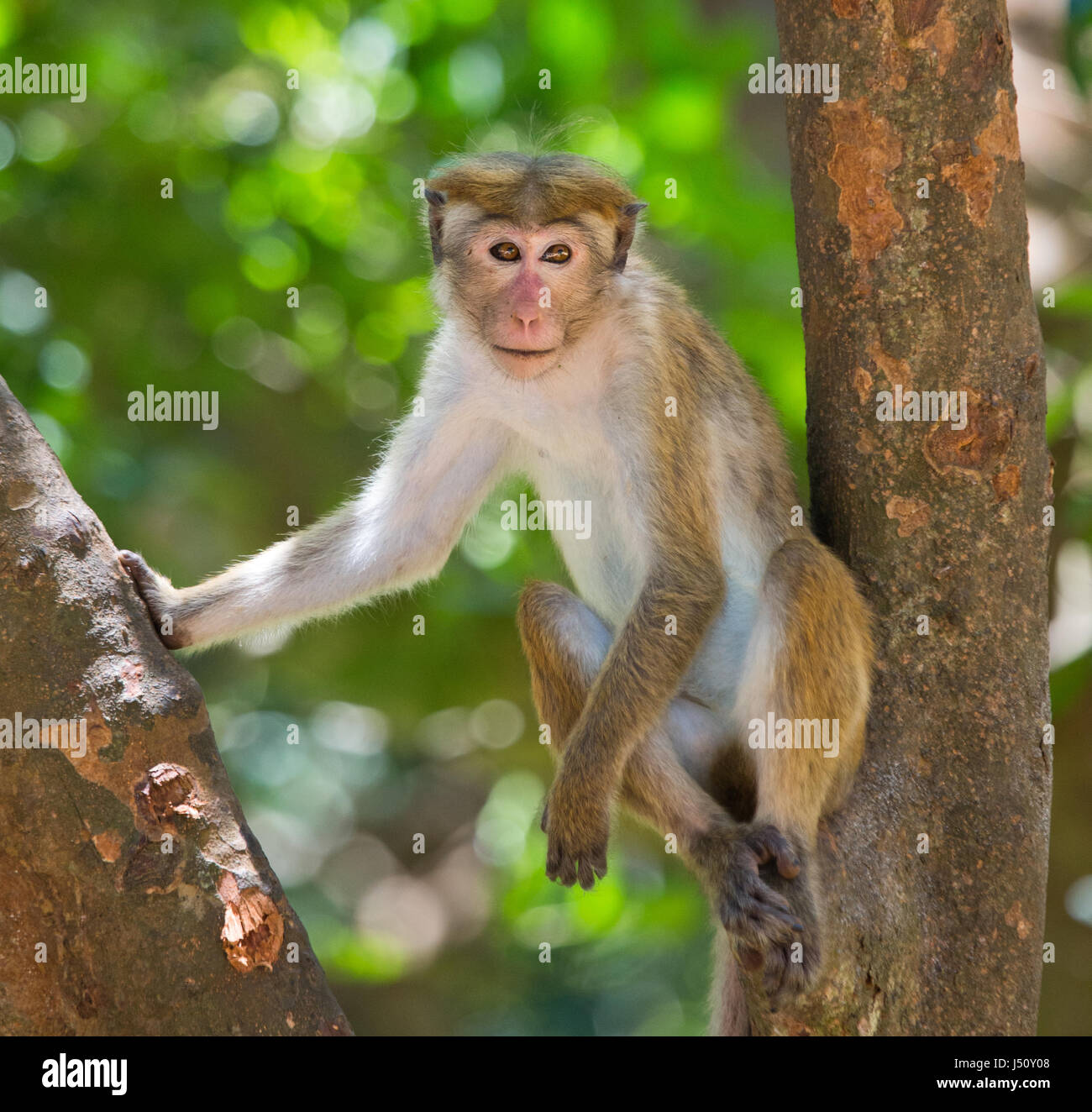 Kleiner affe den baum hinauf -Fotos und -Bildmaterial in hoher ...