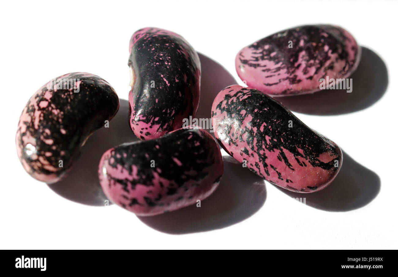 Bohnen samen -Fotos und -Bildmaterial in hoher Auflösung – Alamy