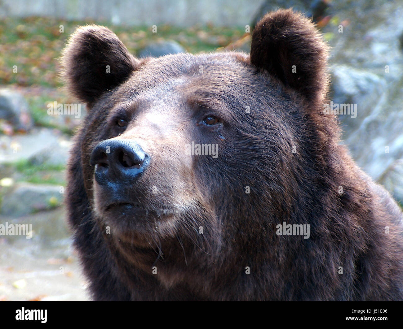 Traurige tiere -Fotos und -Bildmaterial in hoher Auflösung – Alamy