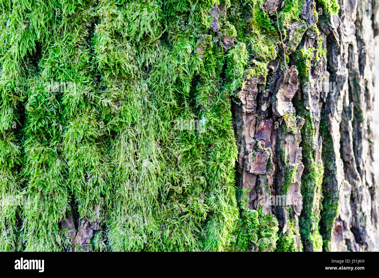 Baum Rinde Textur mit Details von Moos und Flechten auf Holzzaun ...